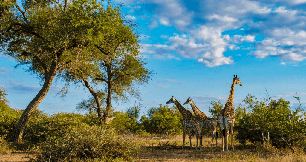 Kenya - Gods must be Crazy - jugni